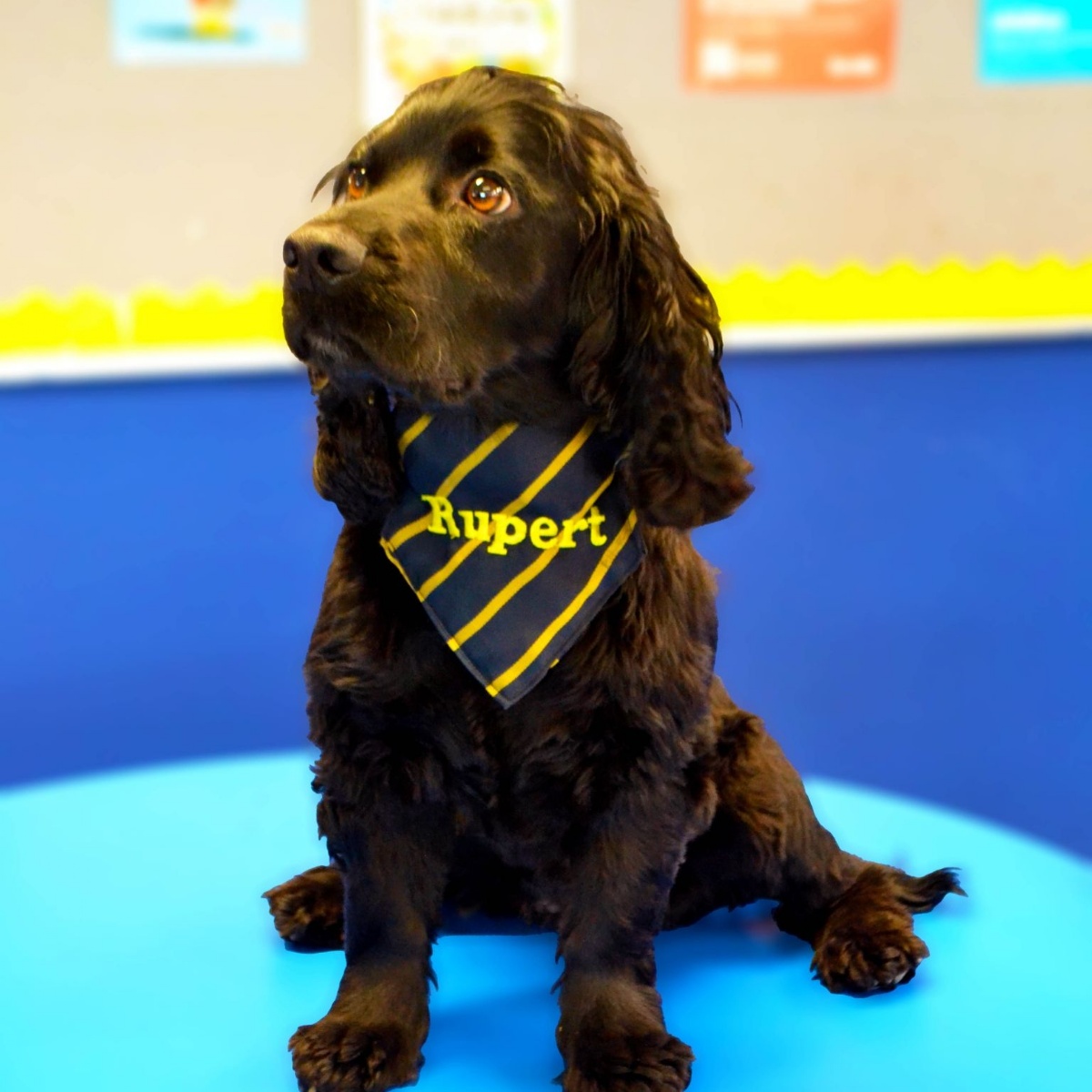 President Kennedy School - Rupert...Rupert the Dog!